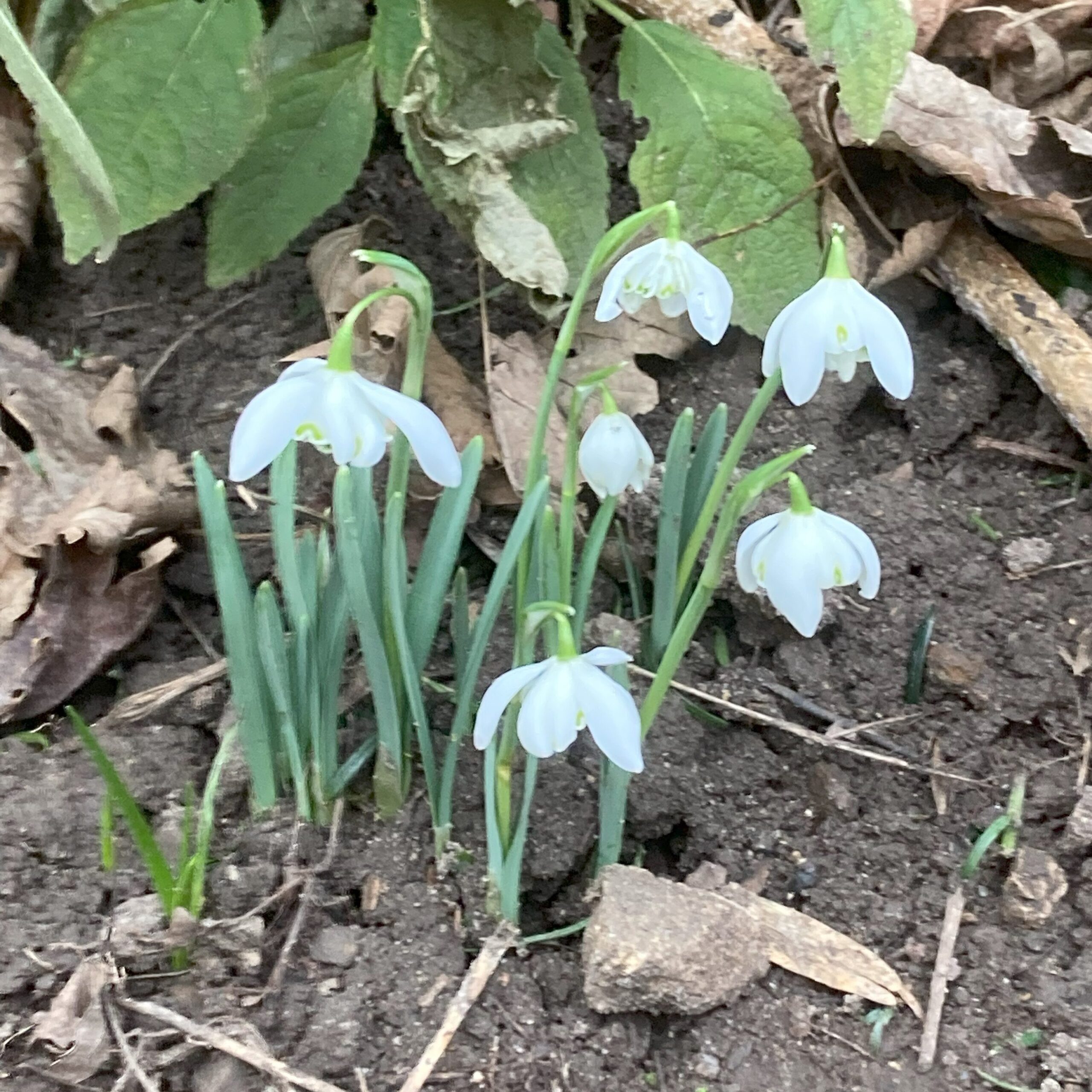 Snowdrops | Threads of Stillness